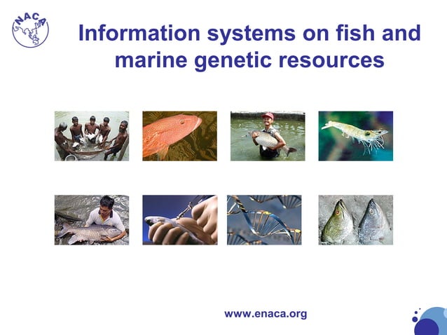 Information systems on fish and marine genetic resources | PPT