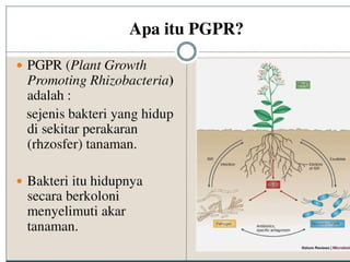 POWER POINT CARA KERJA DAN MEKANISME ANTAGONIS.pptx