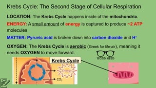 04 - Mitochondria and Cellular Respiration.pptx