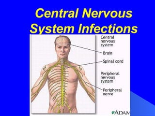 04 Neurologic | PPT