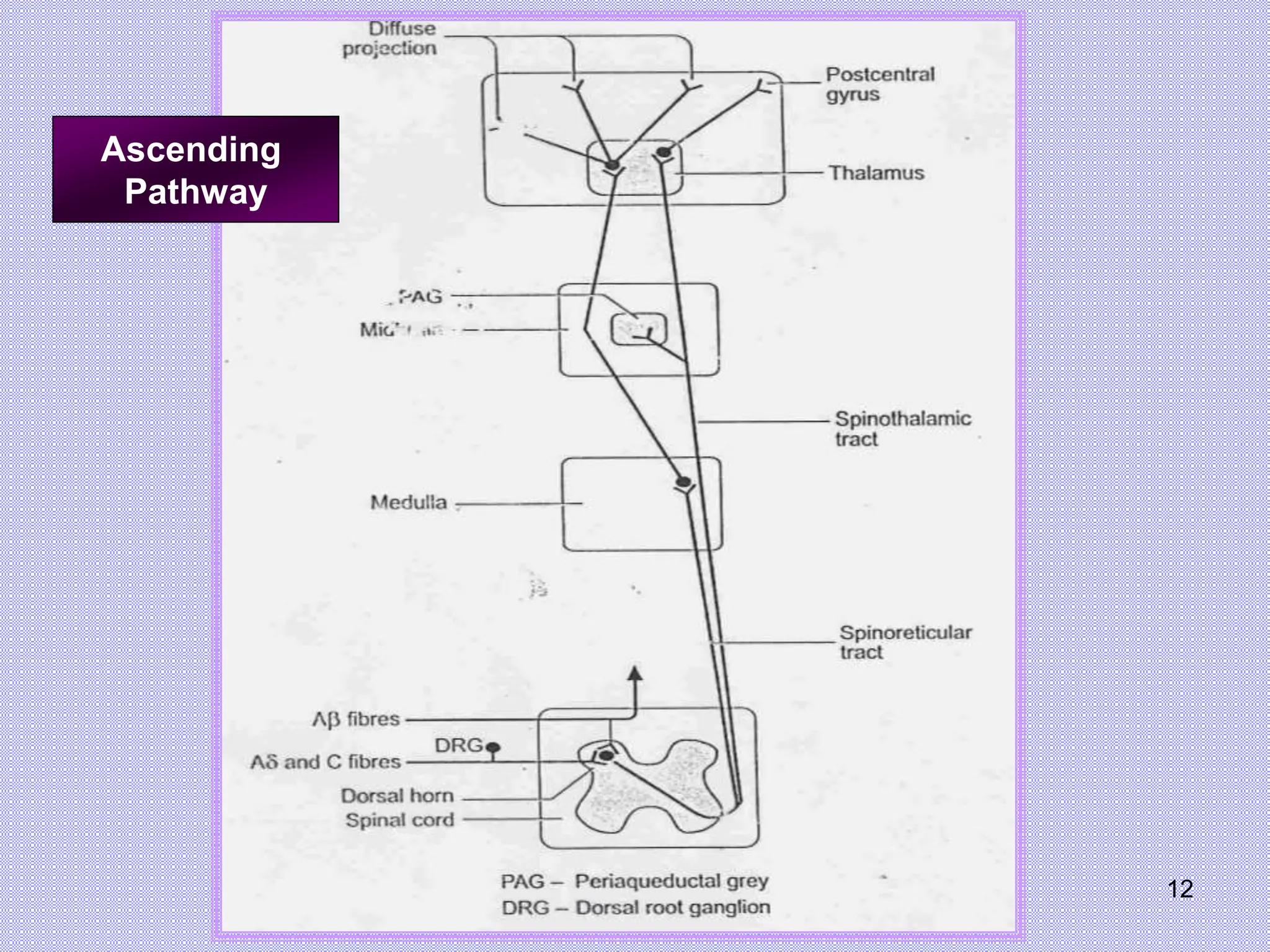 04-Pain pathway | PPT