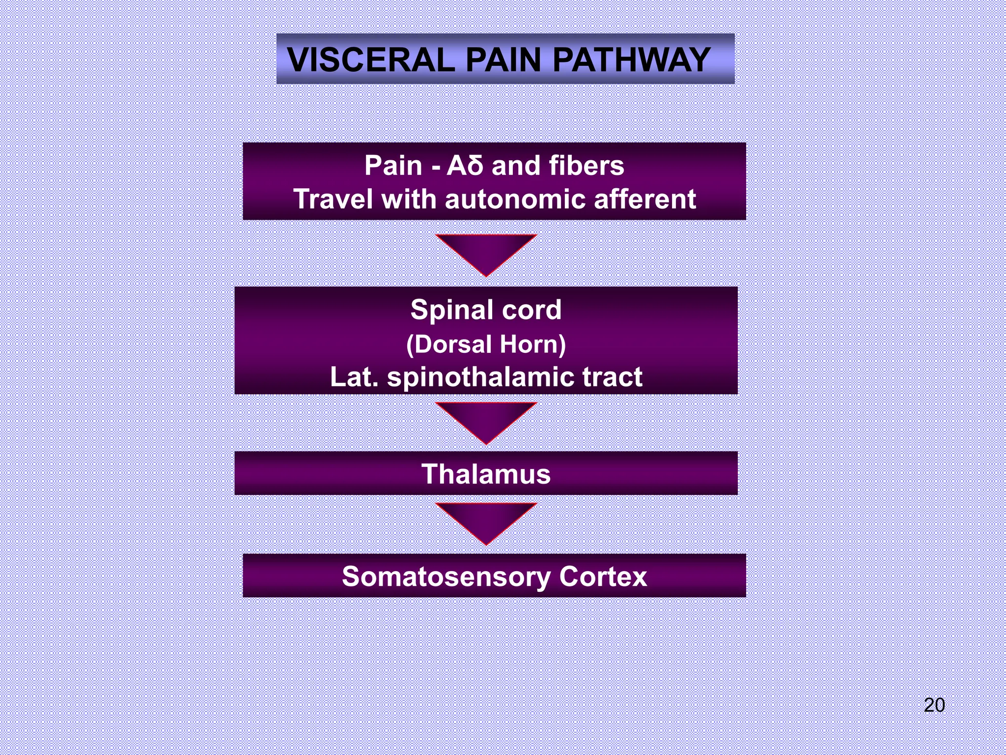 04-Pain pathway | PPT