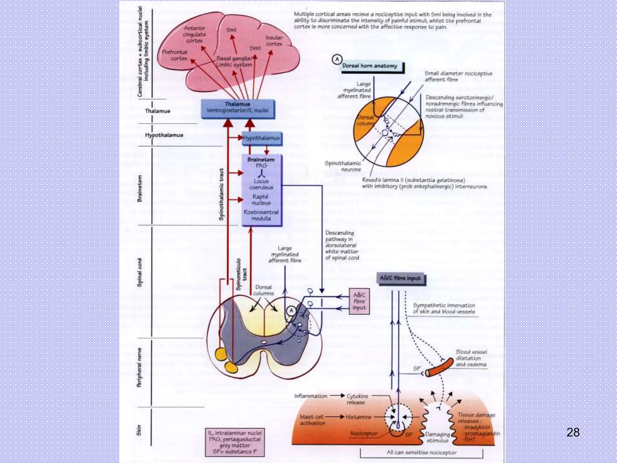 04-Pain pathway | PPT