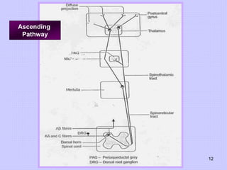 04-Pain pathway | PPT