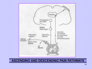 04-Pain pathway | PPT