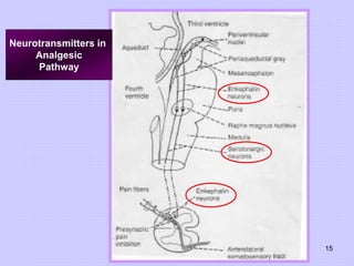 04-Pain pathway | PPT