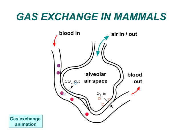 04 respiration in animals