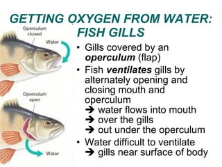 04 respiration in animals | PPT