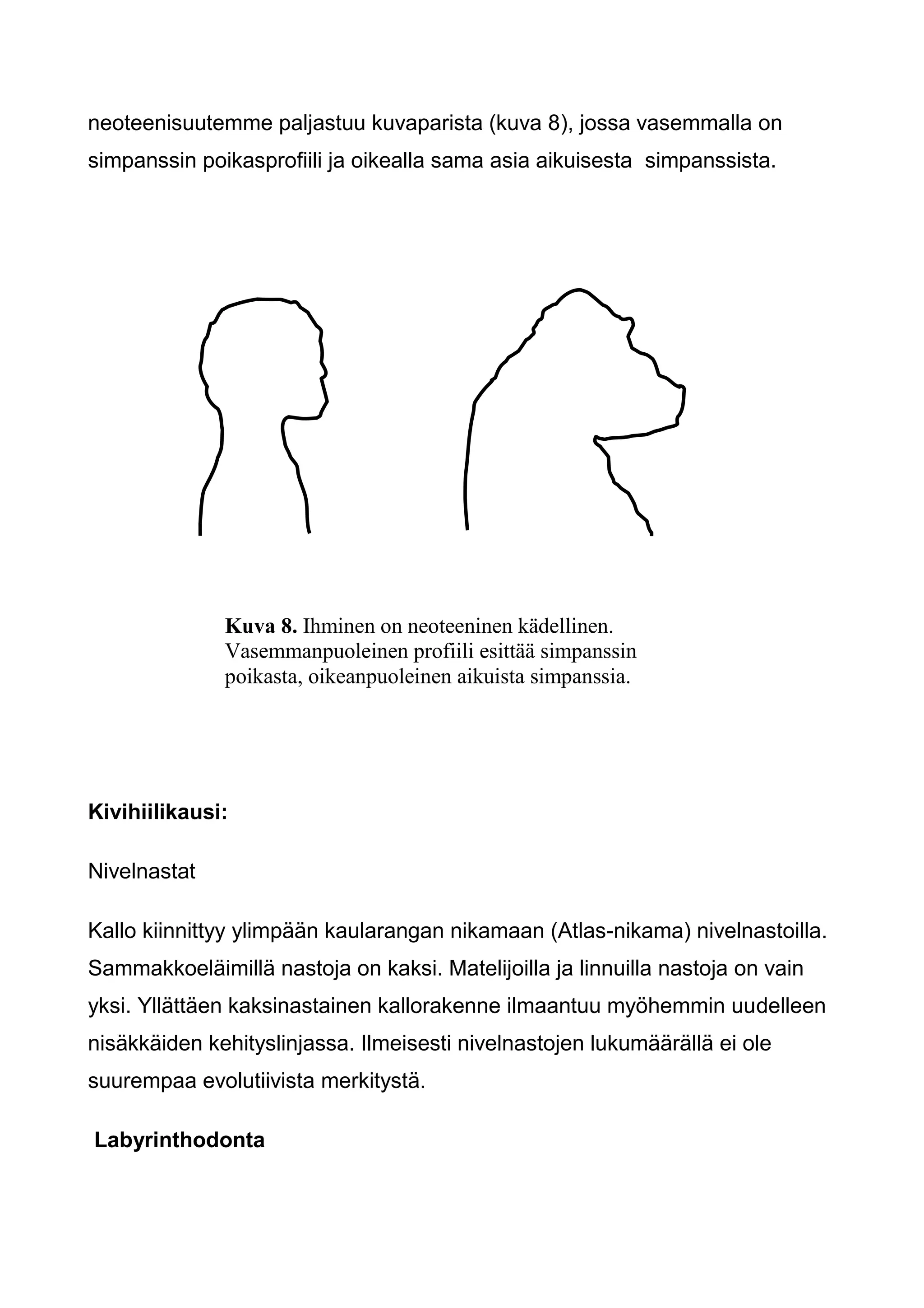 04.selkäjänt evoluutiohist | PDF