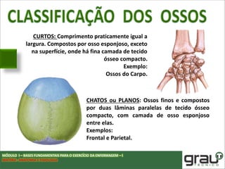 04-SISTEMA ESQUELETICO (1).pdf anatomia humana | PDF