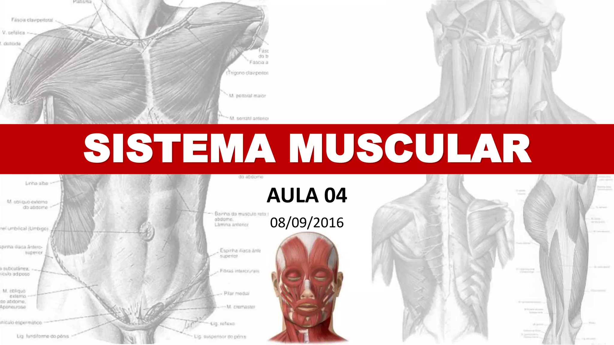 Anatomia do musculos | PDF