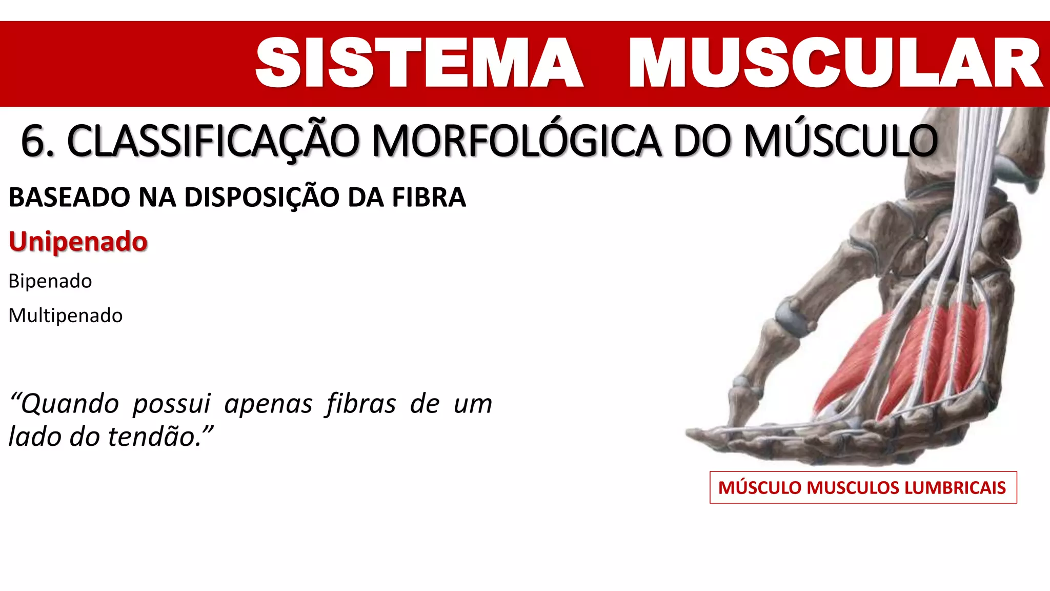 Anatomia do musculos | PDF