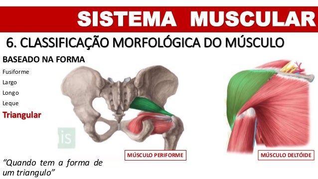 04 Sistema Muscular