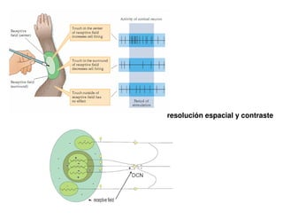 04- Somato sensorial y dolor | PDF
