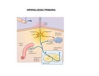 04- Somato sensorial y dolor | PDF