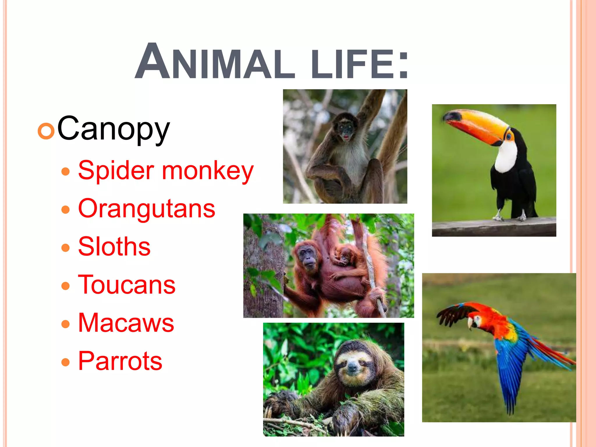 The hot and wet equatorial region | PPTX