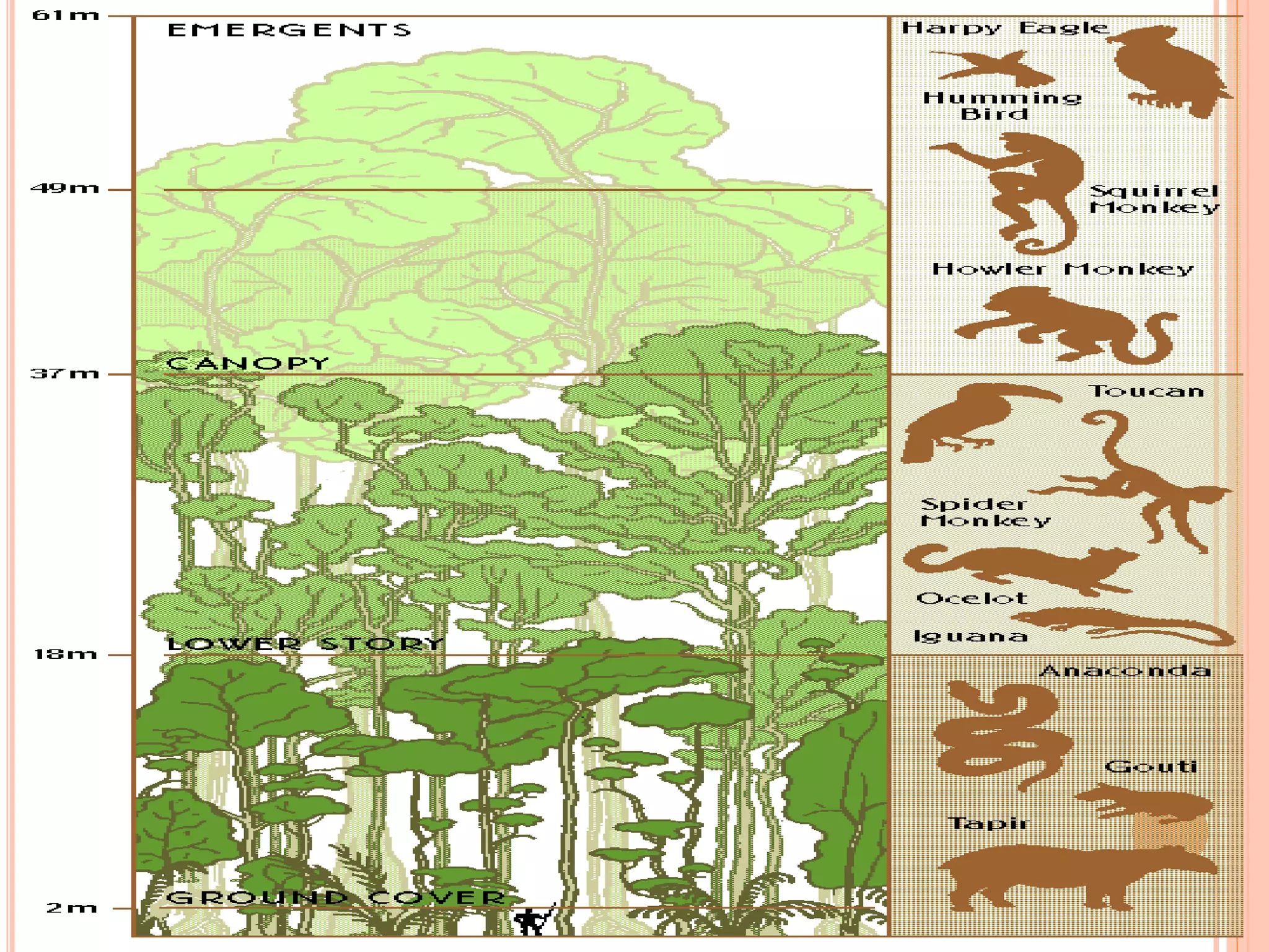 The hot and wet equatorial region | PPTX