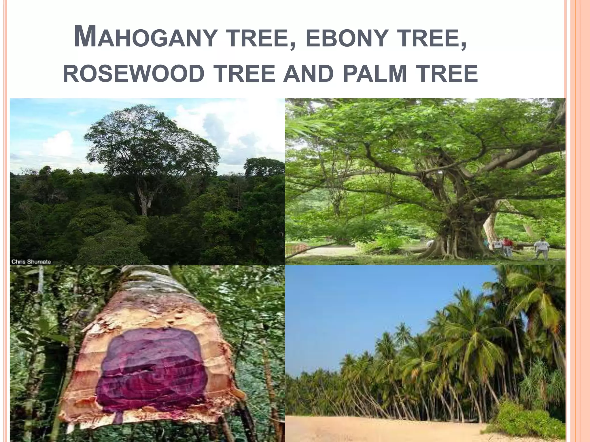 The hot and wet equatorial region | PPTX