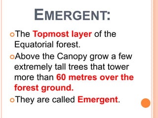 The hot and wet equatorial region | PPTX