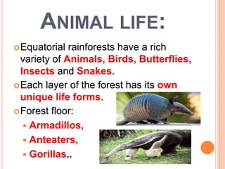 The hot and wet equatorial region | PPTX