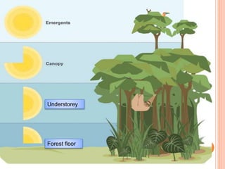 Equatorial Climate Vegetation