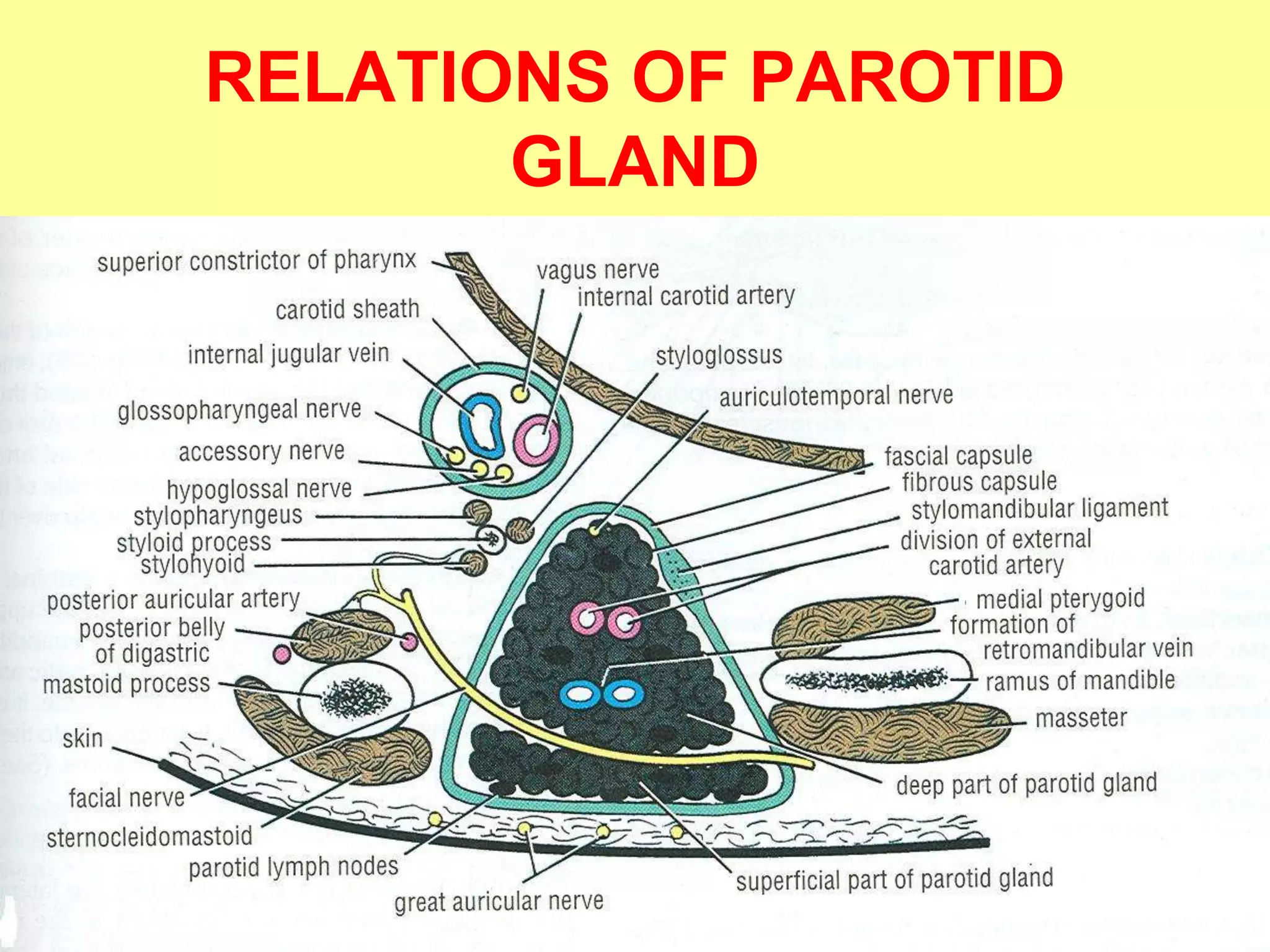 04-The parotid region.ppt