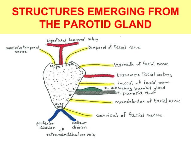 04-The parotid region.ppt
