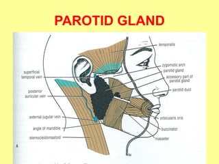 04-The parotid region.pptx