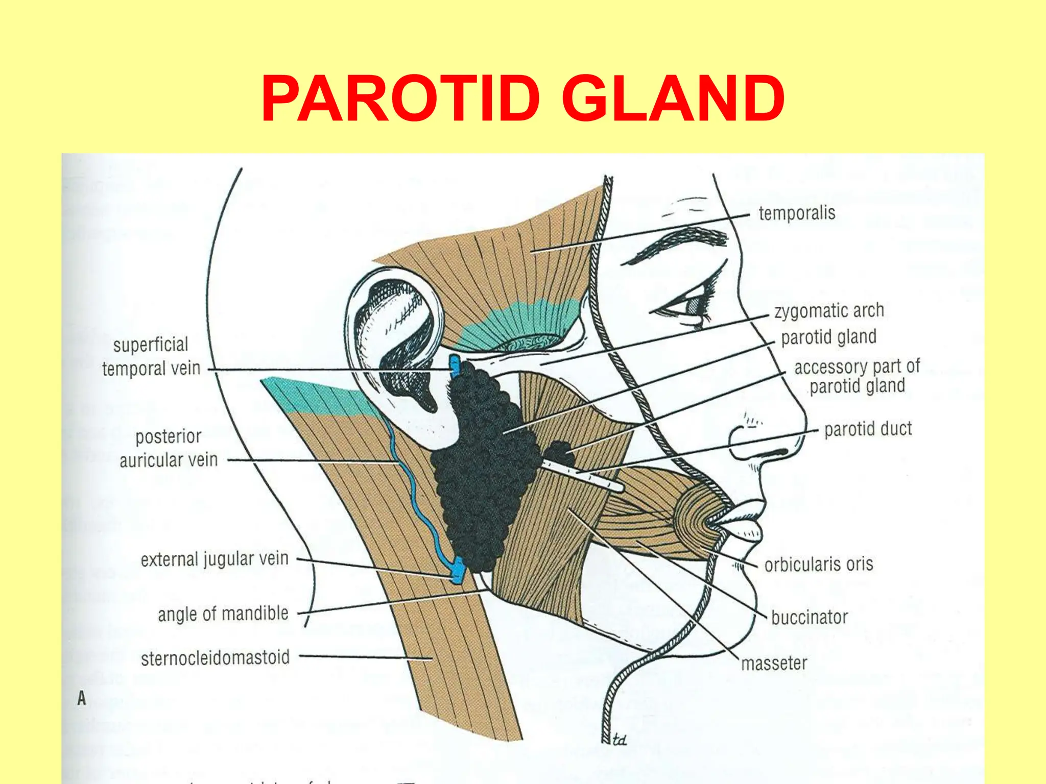 The Parotid Gland Anatomy And Applied Aspects Ppt