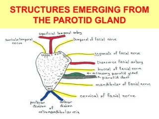 The Parotid gland Anatomy and applied aspects | PPT