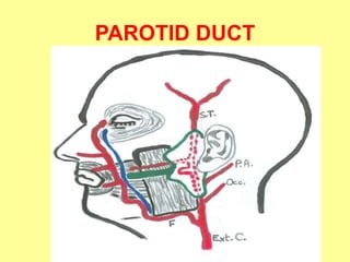 The Parotid gland Anatomy and applied aspects | PPT