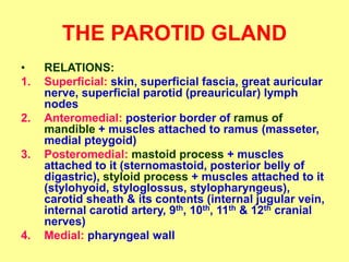 The Parotid gland Anatomy and applied aspects | PPT