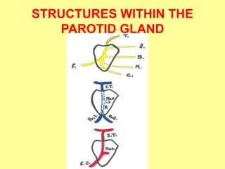 The Parotid gland Anatomy and applied aspects | PPT