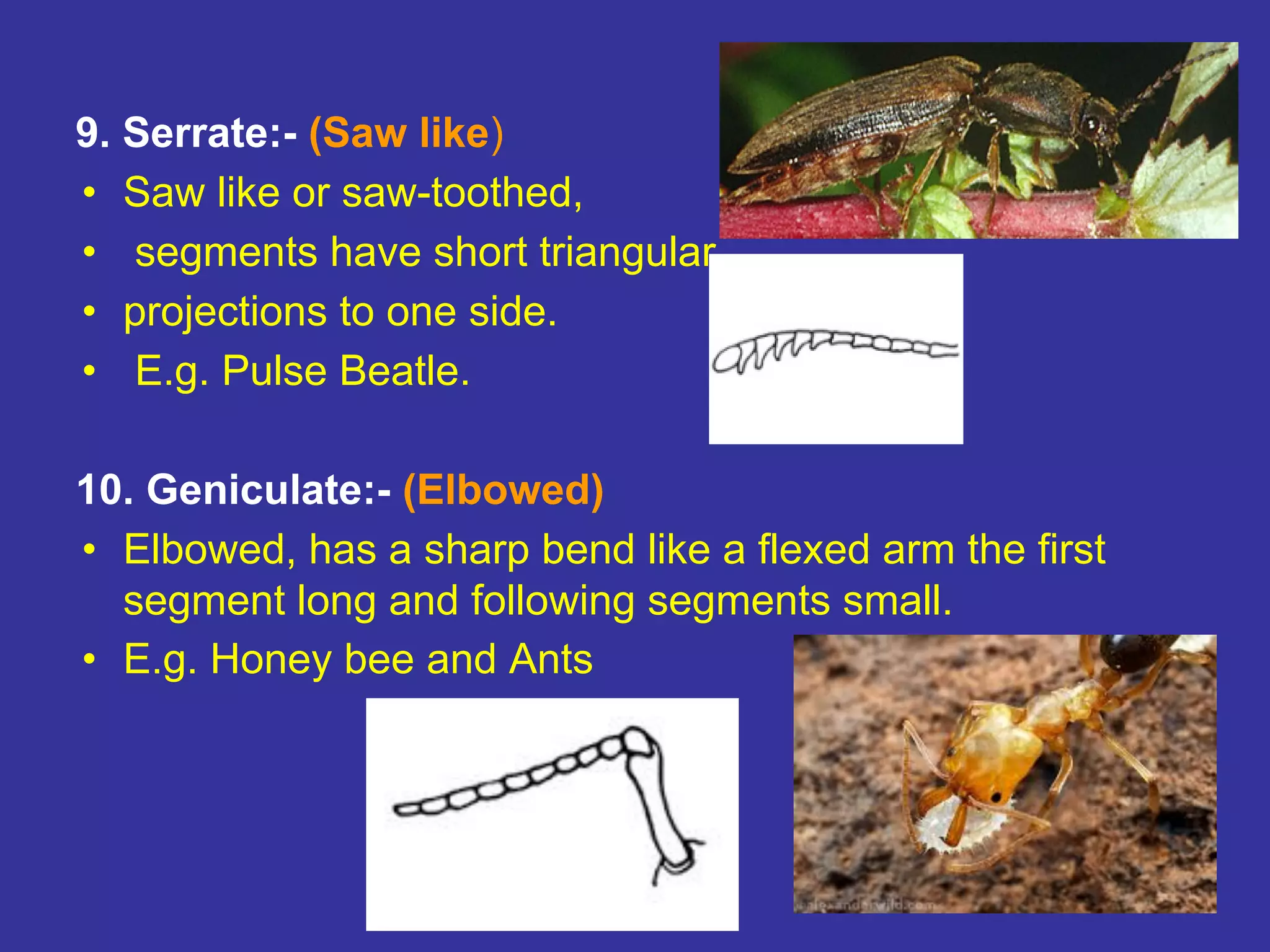 Structure and Modifications of antennae | PDF