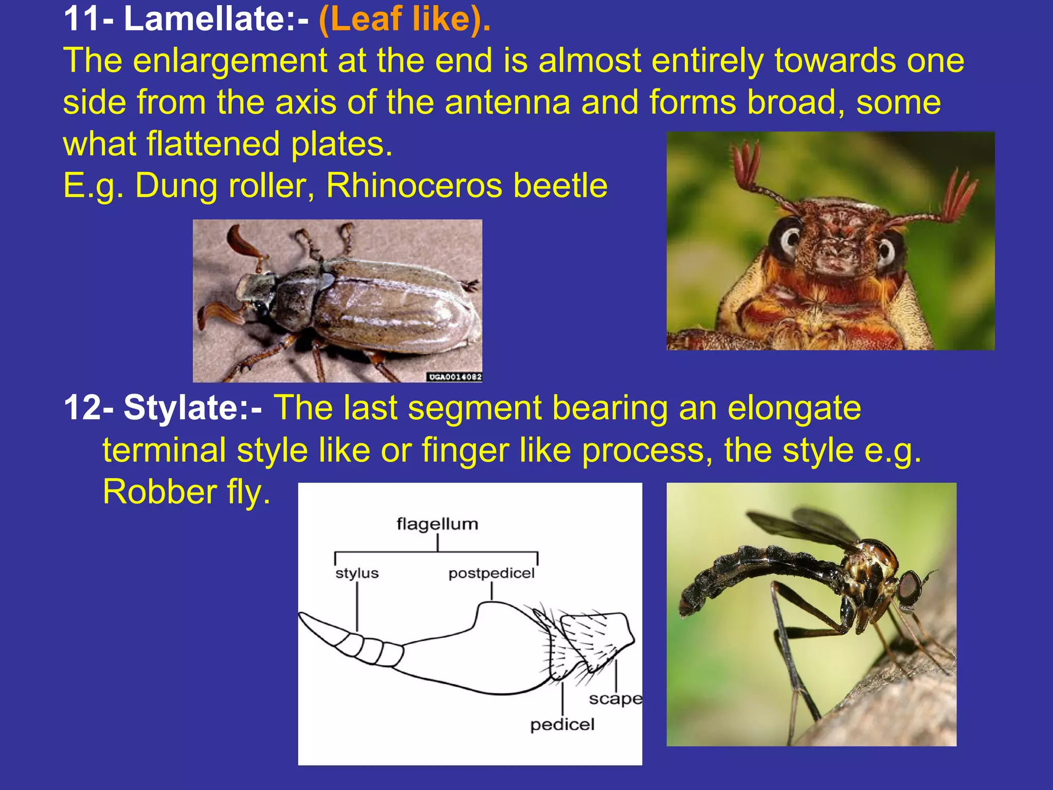 Structure and Modifications of antennae | PDF