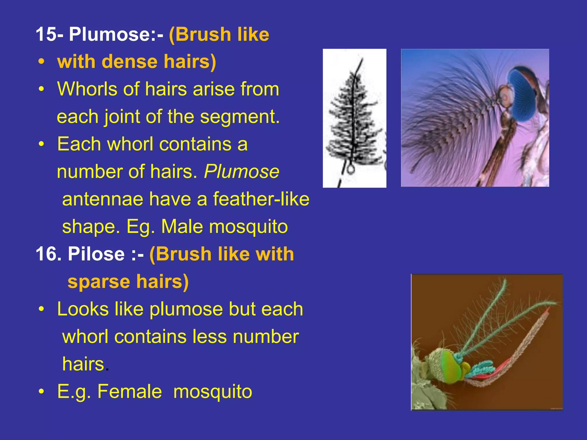 Structure and Modifications of antennae | PDF