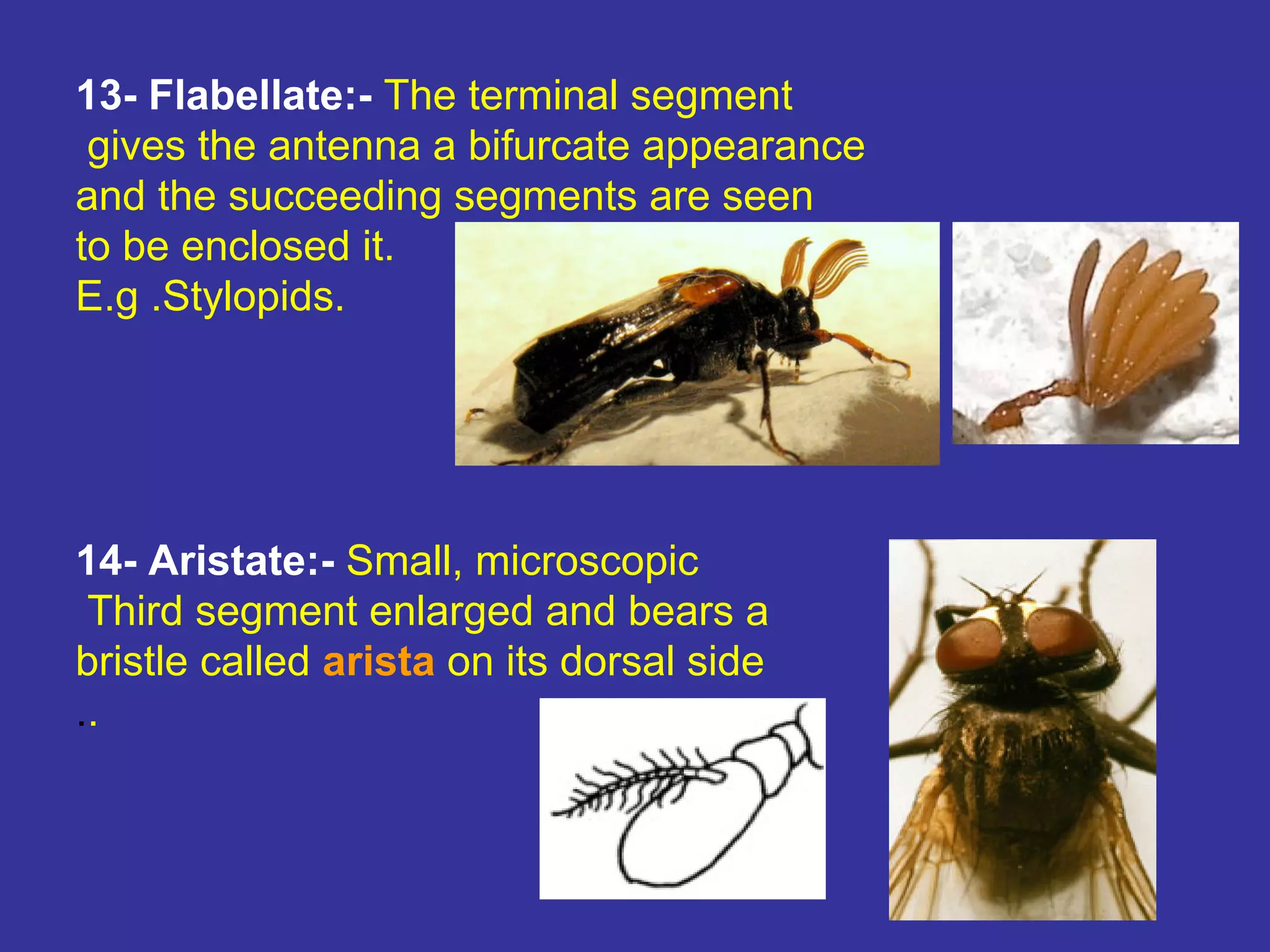 Structure and Modifications of antennae | PDF