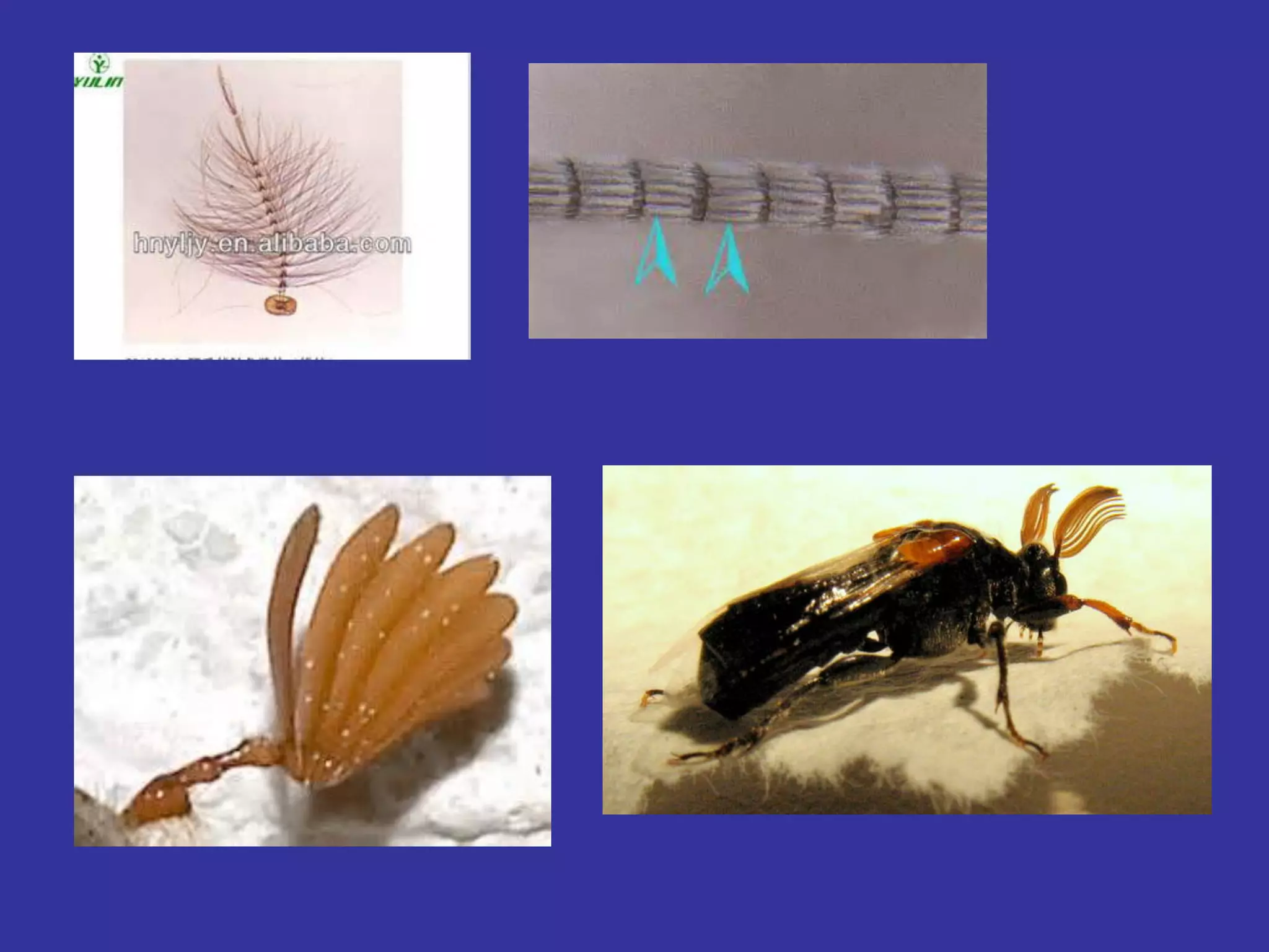 Structure and Modifications of antennae | PDF