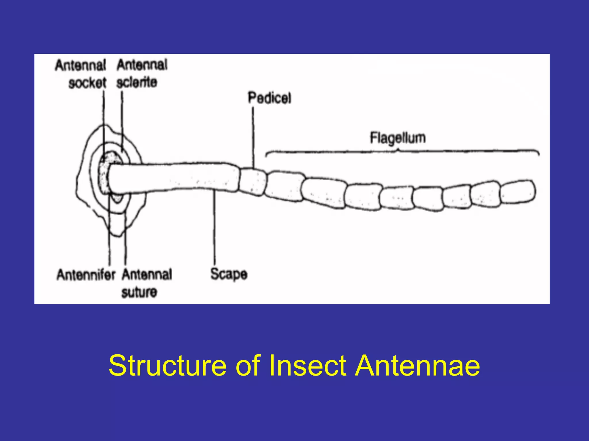 Structure and Modifications of antennae | PDF