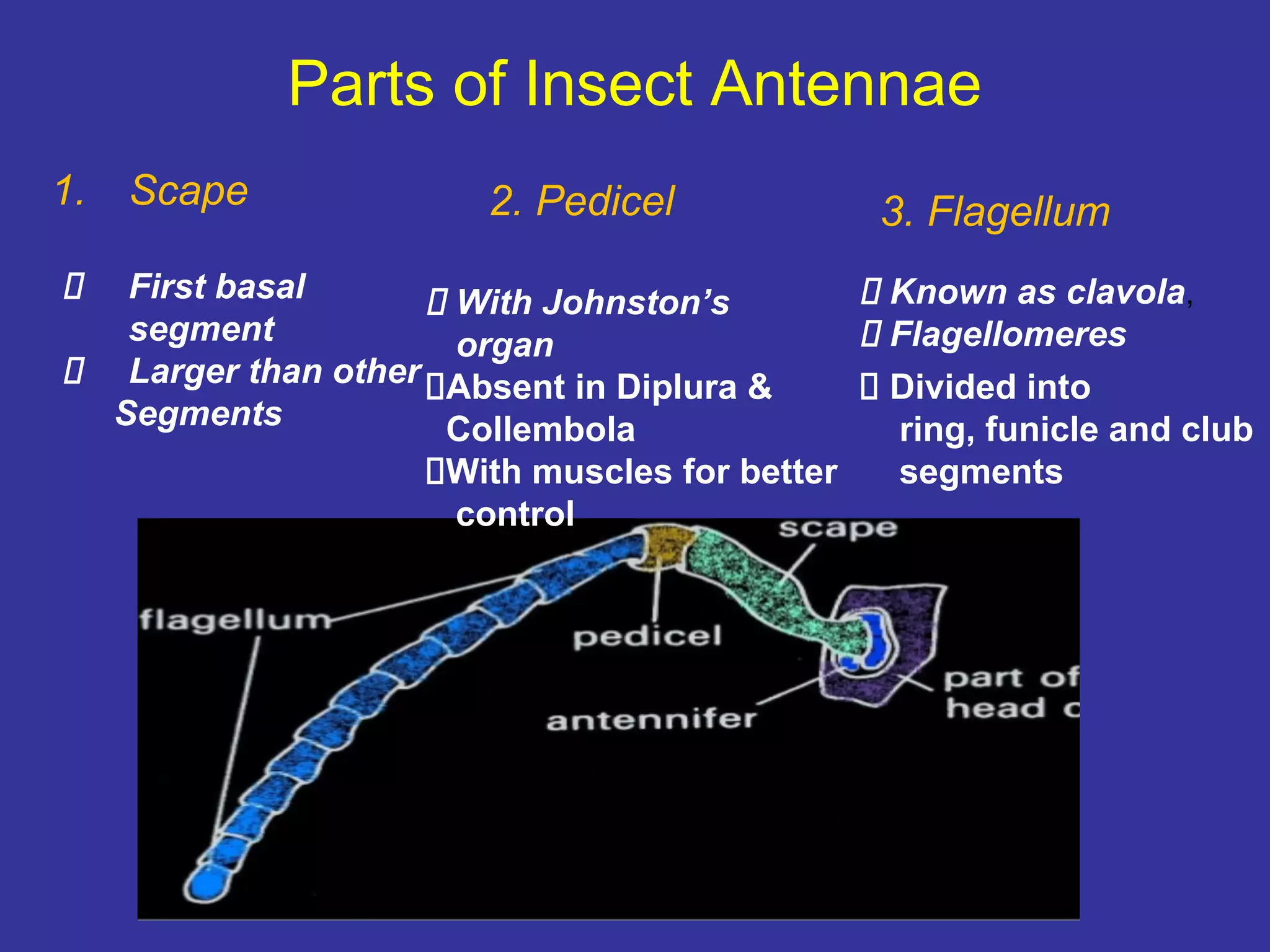 Structure and Modifications of antennae | PDF