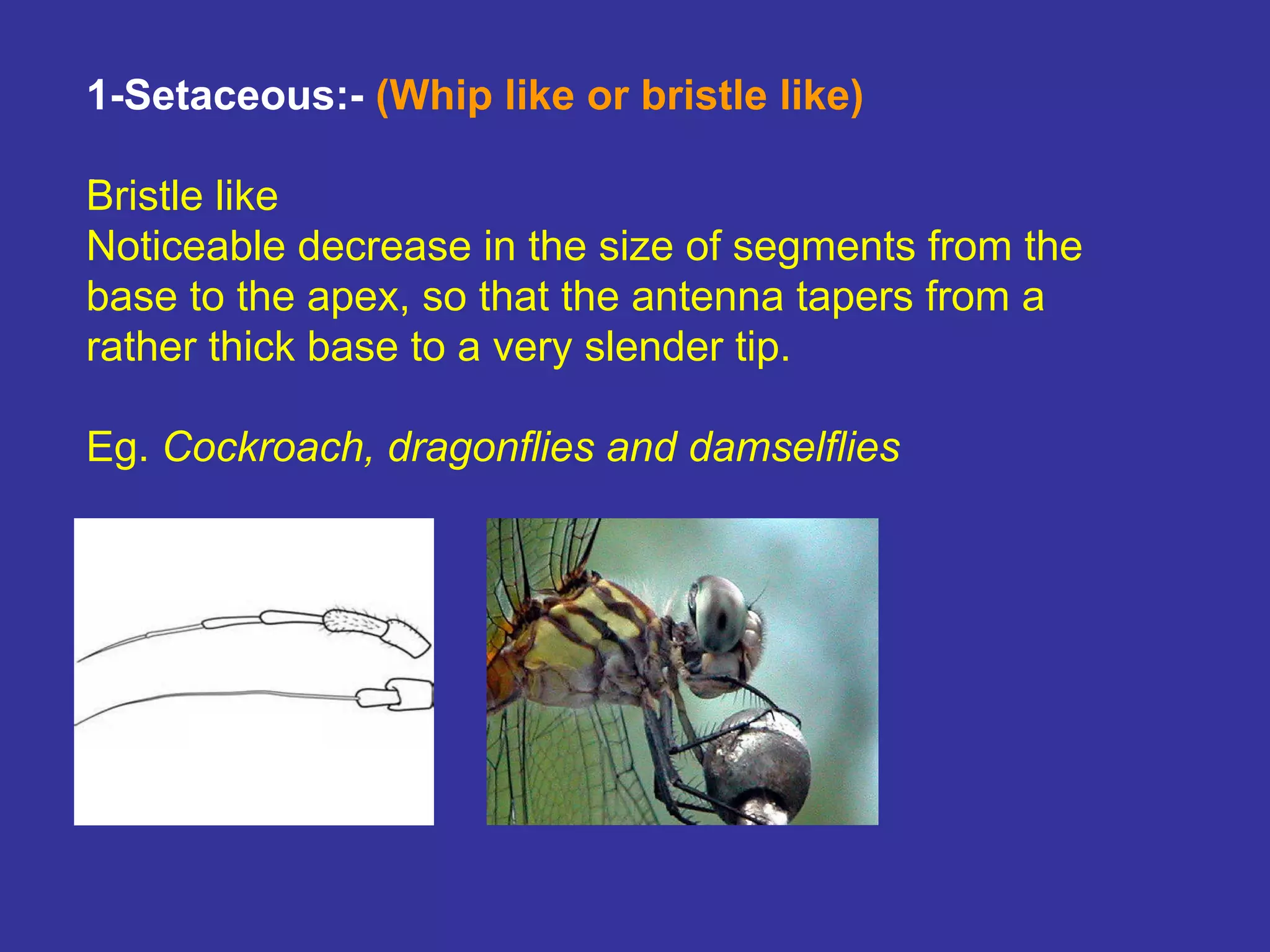 Structure and Modifications of antennae | PDF