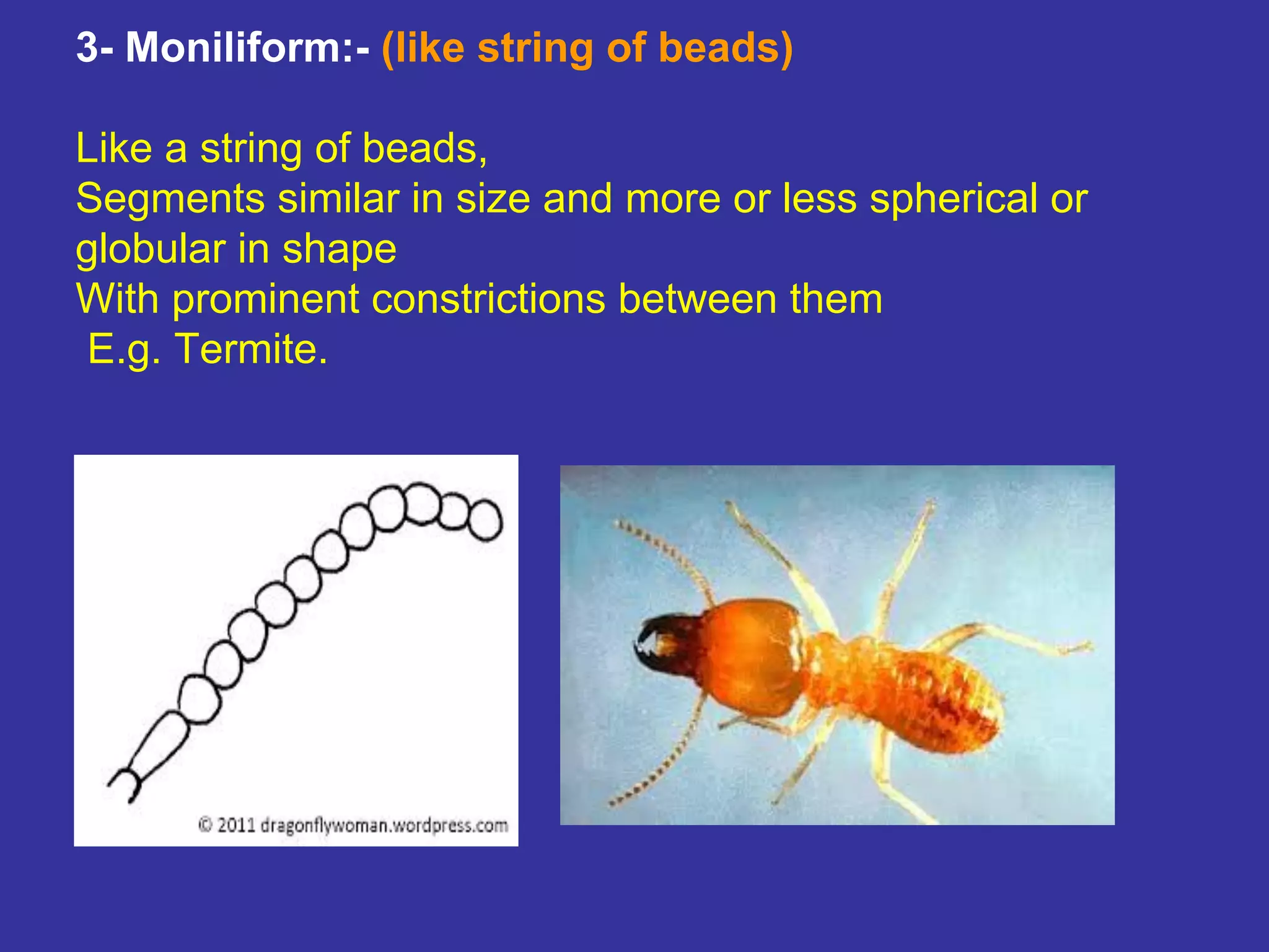 Structure and Modifications of antennae | PDF