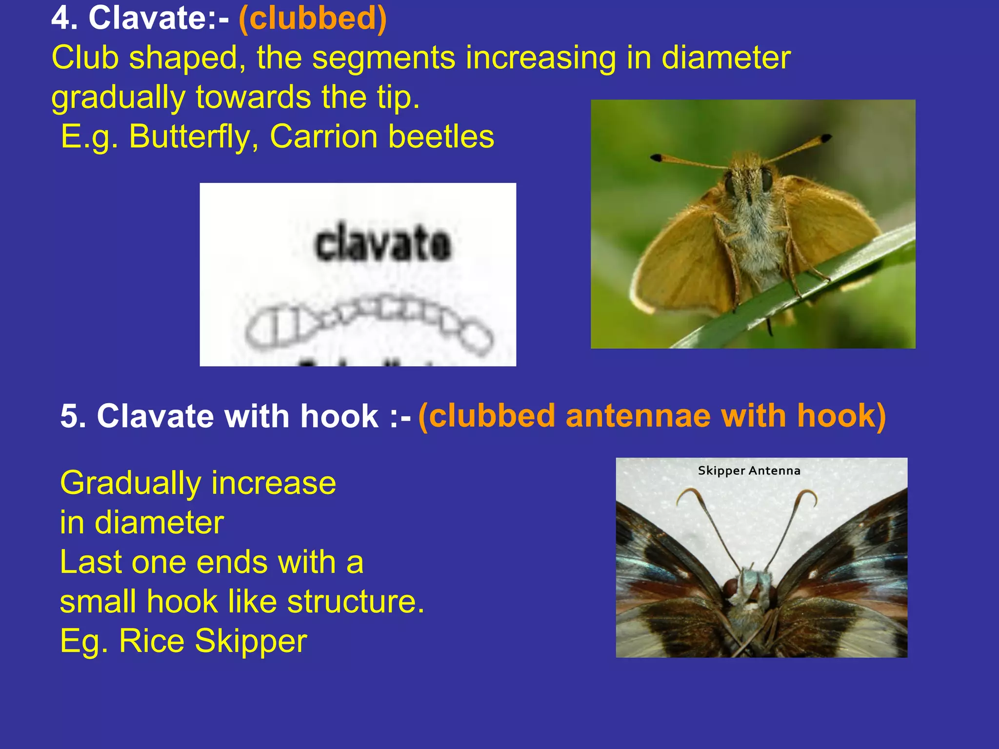 Structure and Modifications of antennae | PDF