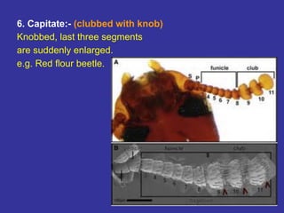 Structure and Modifications of antennae | PDF
