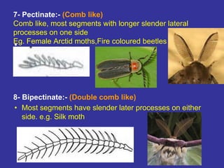 Structure and Modifications of antennae | PDF