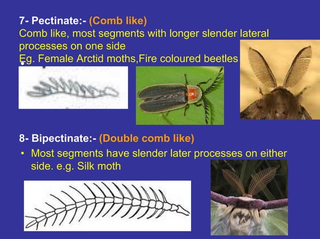 Structure and Modifications of antennae | PDF | Birdwatching | Hobbies ...