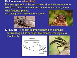 Structure and Modifications of antennae | PDF | Birdwatching | Hobbies ...