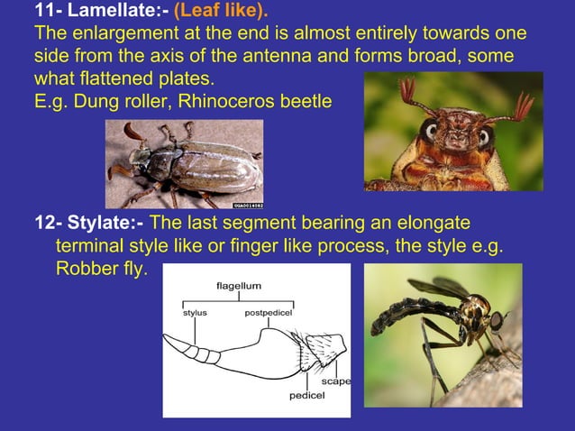 Structure and Modifications of antennae | PDF | Birdwatching | Hobbies ...