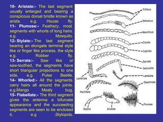 Structure and Modifications of antennae | PDF | Birdwatching | Hobbies ...
