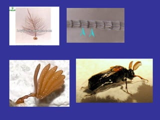 Structure and Modifications of antennae | PDF